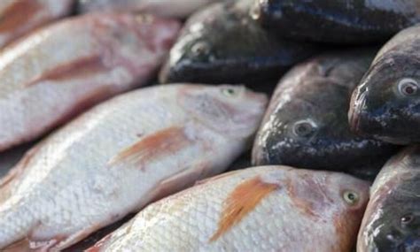 Togo Pêche Rebond dans la production halieutique 24 000 tonnes de