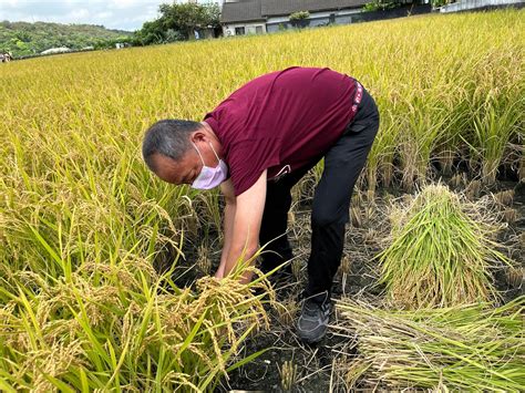 台中水流東割稻體驗 推廣食農教育兼做公益