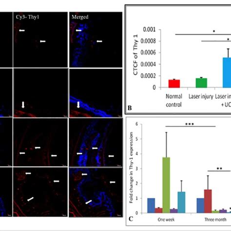 List Of Genes Analyzed And Their Primer Sequences Used For Real Time