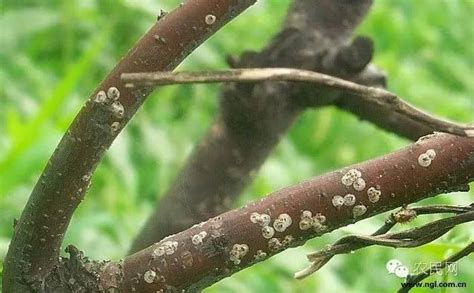 農技幫 「三措施」防治梨介殼蟲病 每日頭條
