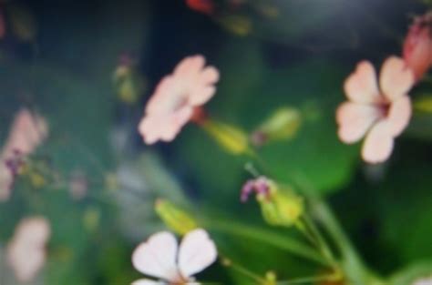 비파나무 열매 [loquat] 비파나무 네이버 블로그