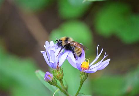 Alberta Native Bee Council Alberta Native Bee Council