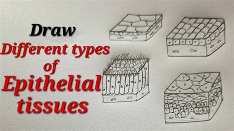 Types Of Epithelial Tissue Drawing