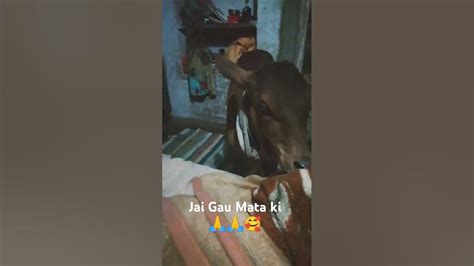गौ माता प्राणी नही संसार का प्राण हैं गौ माता जानवर नही देश की जान