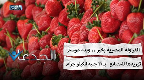 الفراولة المصرية بخير وبدء موسم توريدها للمصانع بـ 30 جنيه للكيلو