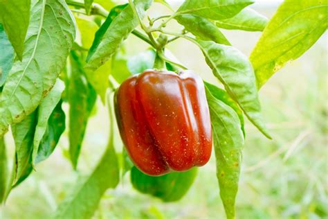 Bell Pepper Plant Growth Stages Day 1 120 Wpictures Pepper Geek