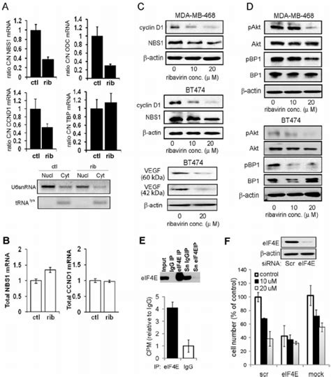 Ribavirin Inhibits Mrna Export And Protein Expression Of Eif4e Targets