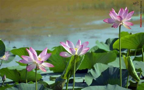 تالاب سوستان در لاهیجان عکس