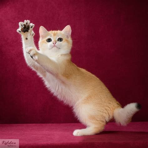 Ludmila adlı kullanıcının наши милые котята panosundaki Pin