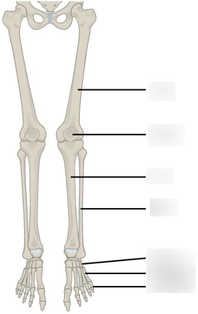 Skeletal System Lower Limbs Diagram Quizlet