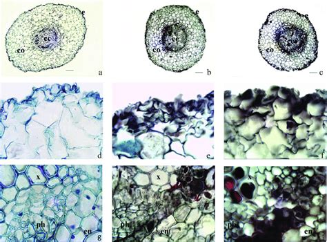 Root Cross Sections Of 8 Day Old Soybean Seedlings Control Roots A Download Scientific