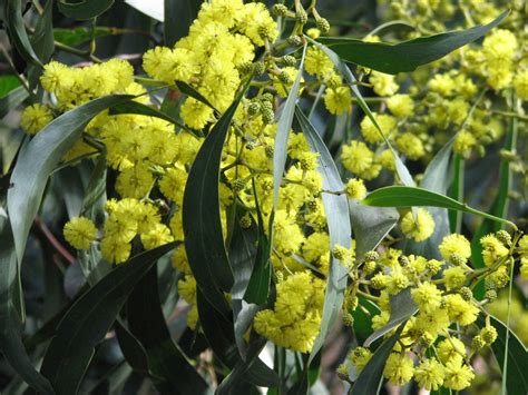 Acacia Pycnantha Wikipedia