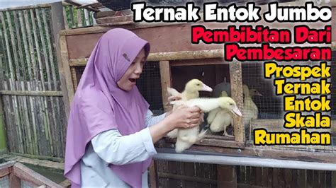 USAHA TERNAK ENTOK JUMBO PEMBIBITAN DARI PEMBESARAN YouTube