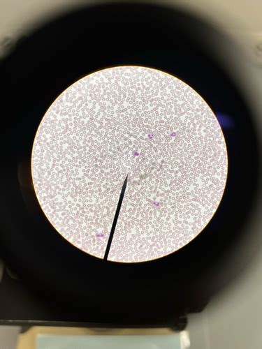 Pnb Lab Practical Pictures Flashcards Quizlet
