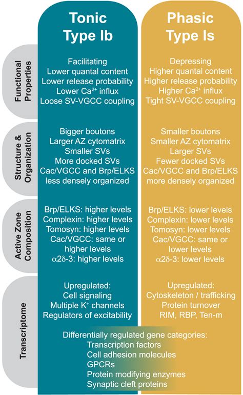 To Ib Or Not To B Transcriptional Regulation Of Tonic Type Ib Vs Phasic Type Is Motor Neurons