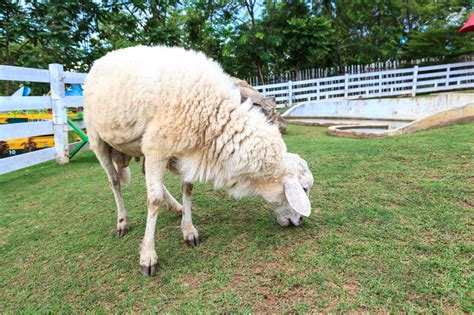 Sheep Eating Grass Stock Image Image Of Livestock Eating 32001631
