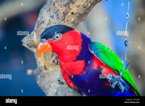 Leg Chained Black Capped Lory Parrot That Look So Sad And Agonize