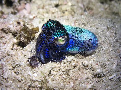 Euprymna Berryi Ai Fish Id