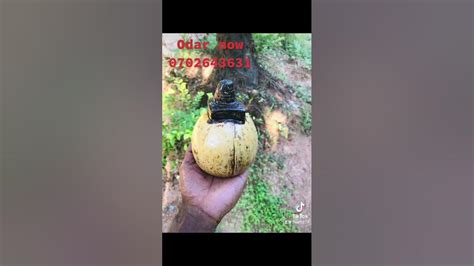 ලස්සන පොල් කටු නිර්මාන කිහිපයක් Youtube