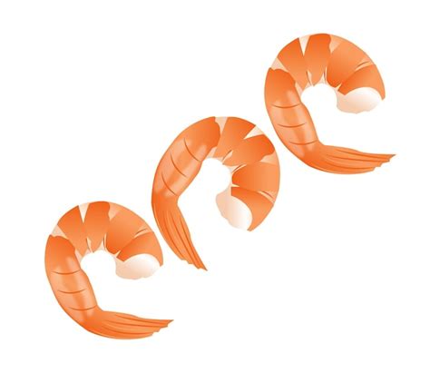 Premium Vector Shrimp Meat Vector