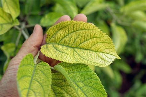 Underwatered Vs Overwatered Trees How To Tell The Difference