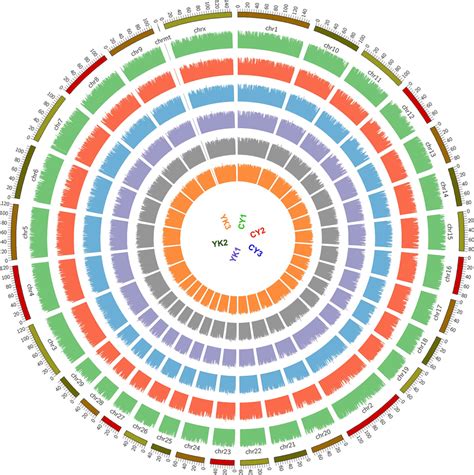 Genome Coverage Distribution Of Reads On Chromosome The Coverage