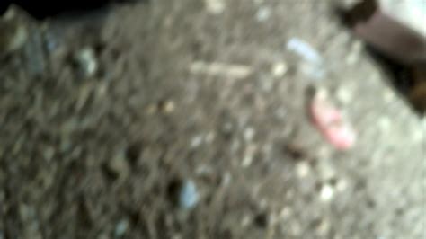 Chicens Live Youtube