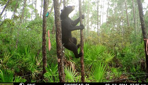 Gallery Animals Caught On Trail Cameras In Florida Wpec