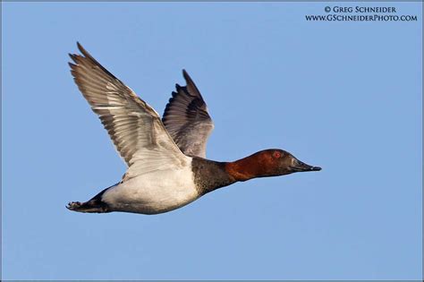 Canvasback Ebirdr