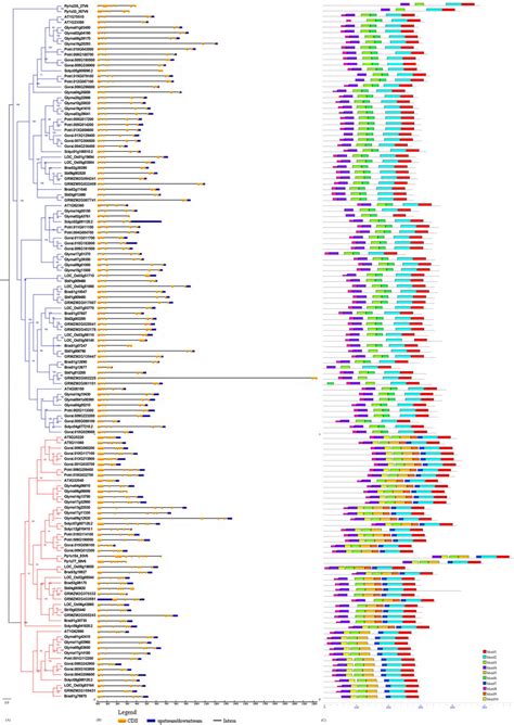 Phylogenetic Relationship Exon Intron Structure And Motif Structure Download Scientific