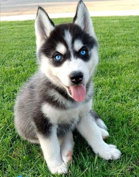 Cute Husky Sweet Husky Beautiful Husku Artofit
