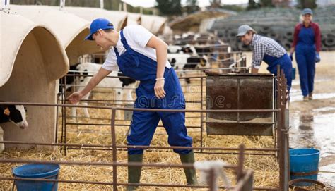 Male Farmer Taking Care Of Calves At Cow Farm Stock Image Image Of