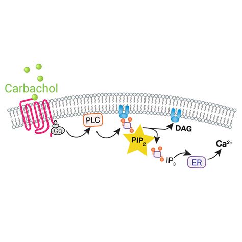 Pip2 Assays Montana Molecular