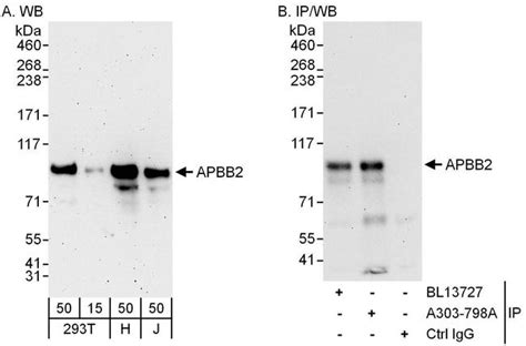 Apbb2 Polyclonal Antibody A303 798a