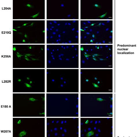 Immunofluorescence Analysis Of Cellular Localization For Different