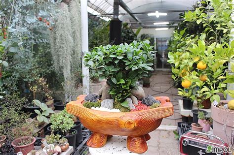 팬다 인삼팬다 선물용화분 선물화분 완성화분 실내식물 실내인테리어 인테리어식물 개업선물 이사선물 카페나무 공기정화식물 관엽식물 공기정화식물 심폴