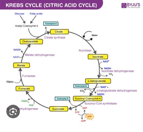 Krebs Cycle Explanation By Ibrar Ahmad Medium