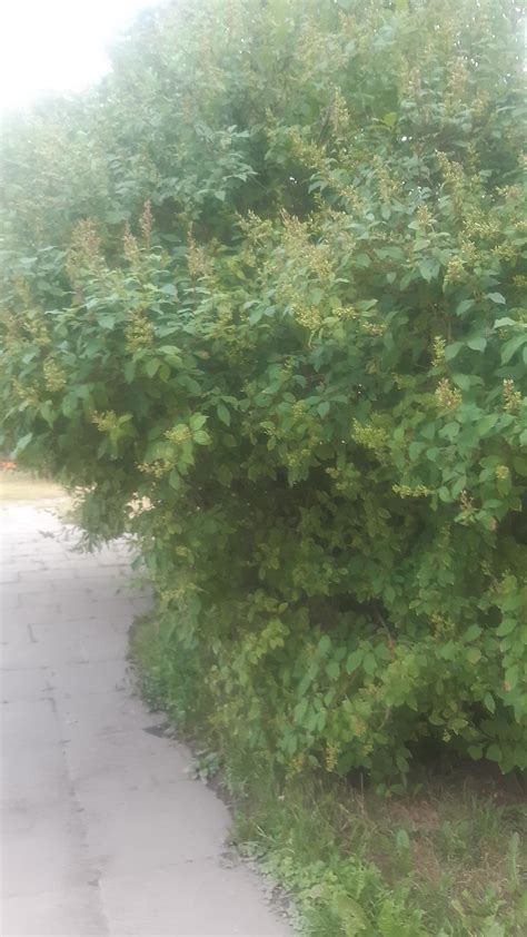 Ak šīs Meitenes Spoki