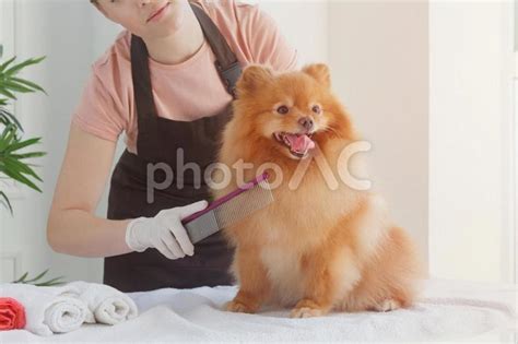 グルーミングする茶色の犬 No 4502406｜写真素材なら「写真ac」無料（フリー）ダウンロードok