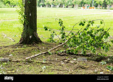 Tree With Broken Branches Fallen On The Ground Stock Photo Alamy