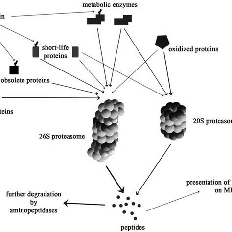 Schematic Representation Of The Proteasome Degradation Pathways Most