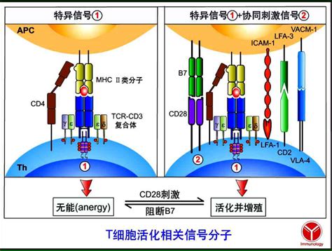 磁珠法活化t细胞的原理简介——beaverbeads™ Streptavidin 5μm（cat 22306） 公司新闻 丁香通
