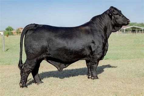 Semen Package Ems Bet On Rip Premier Livestock Auctions
