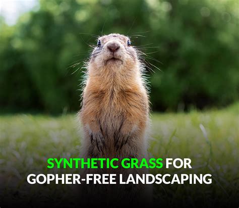 tampa synthetic grass for gopher free landscaping
