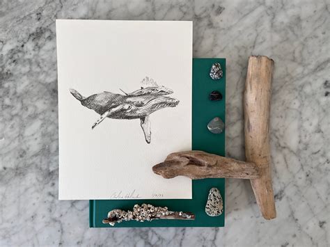 Humpback Whale Sketch Chelsea Holcomb Art