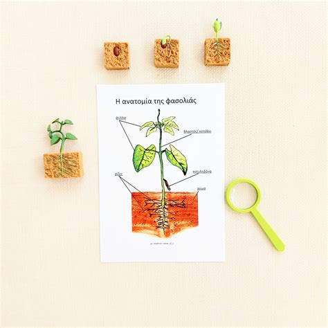 Αρχείο Pdf Κύκλος ζωής φασολιού σπόρου Greek Montessori