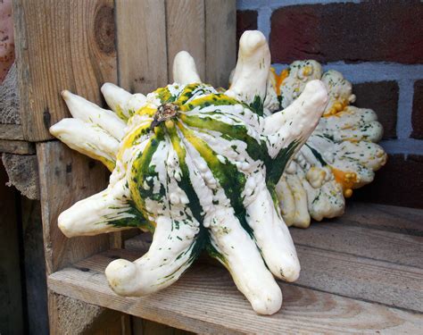 無料画像 作物 野菜 秋 かぼちゃ 4368x3456 1412370 無料写真 Pxhere