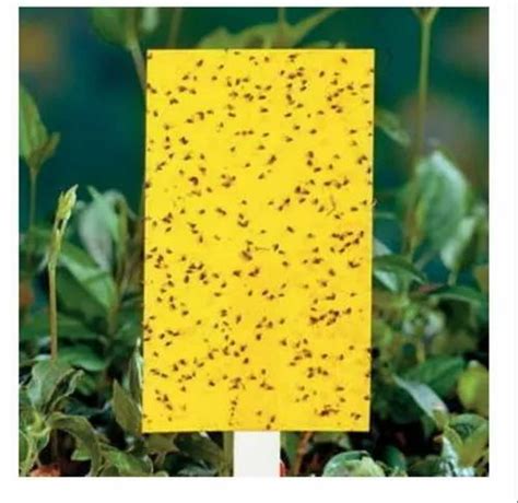 Godwill Cardboard Yellow Sticky Trap Packaging Type Box At ₹ 50piece