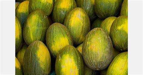 Guatemala Desplaza A España En La Exportación Mundial De Melón