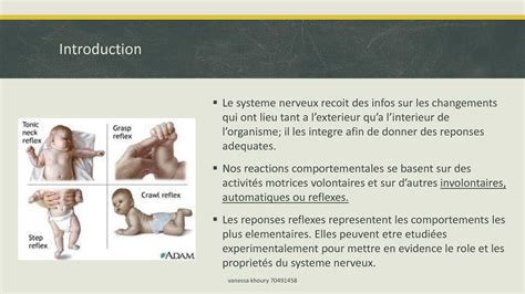 SOLUTION Le Reflexe Myotatique Presentation Studypool